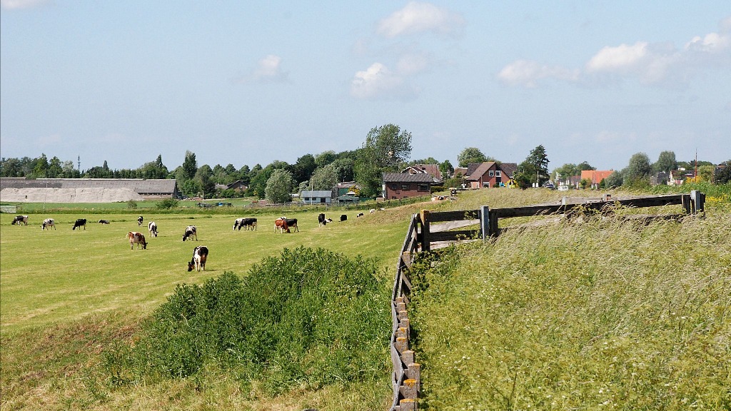 Boeren in het noorden van het Groene Hart zien beleid Rijksoverheid als ...